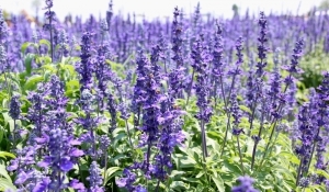 Iisop - kasvatamine, kasutamine, säilitamine - Juhendaja.ee