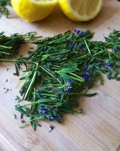 Iisop - kasvatamine, kasutamine, säilitamine - Juhendaja.ee